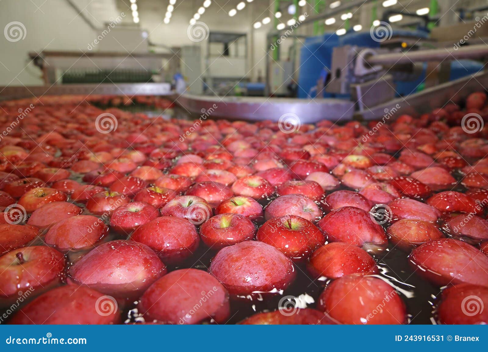 Apples Floating in a Sort of Water Conveyer in a Fruit Packing ...