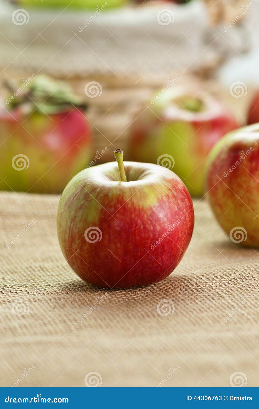 Apples stock image. Image of harvest, horticulture, summer - 44306763