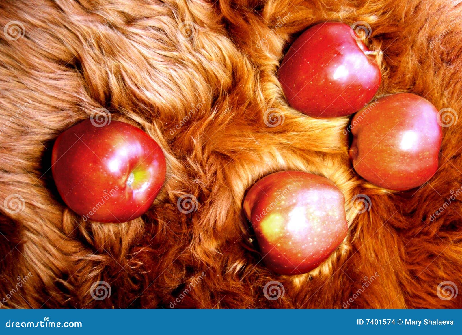 Apples on fur stock photo. Image of fashion, beautiful - 7401574