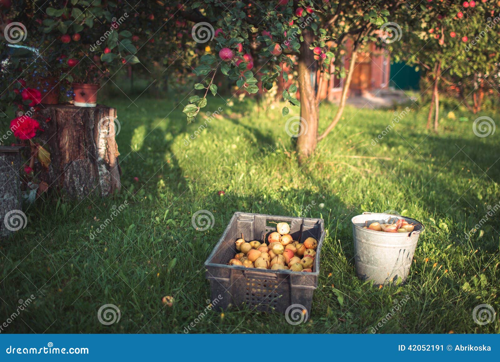 Apples in the Garden in Autumn Stock Image - Image of autumn, closeup ...