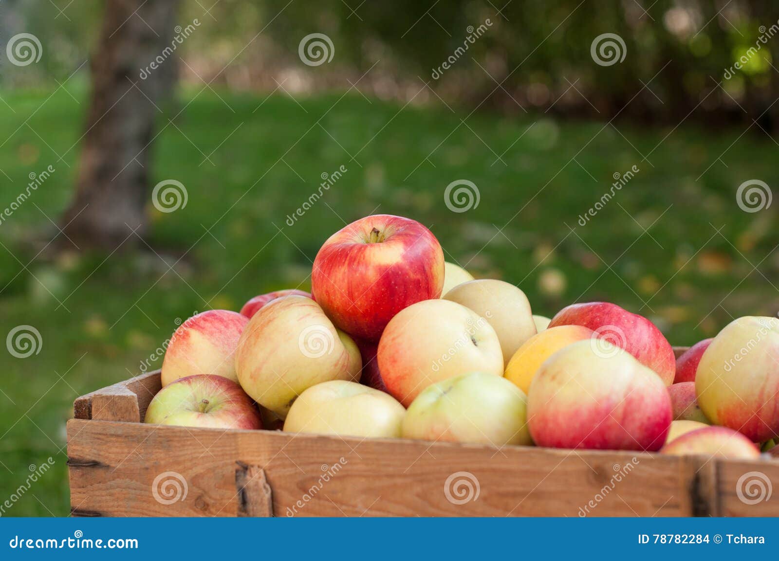 Apples in a garden stock photo. Image of natural, background - 78782284
