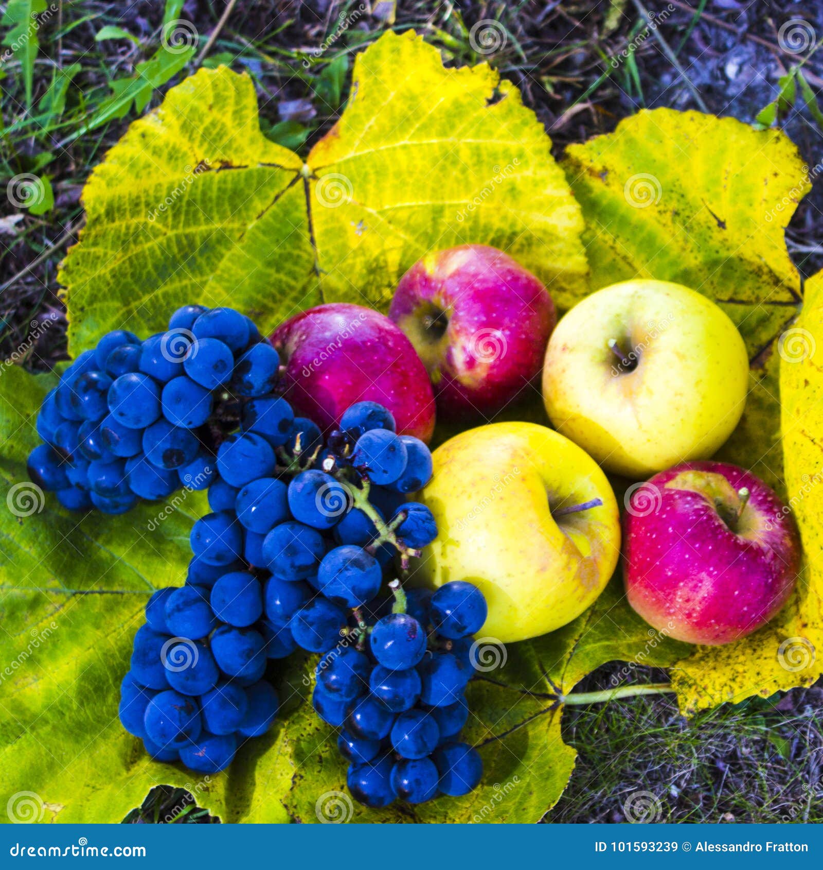 Apples and grapes stock image. Image of vine, leaves - 101593239