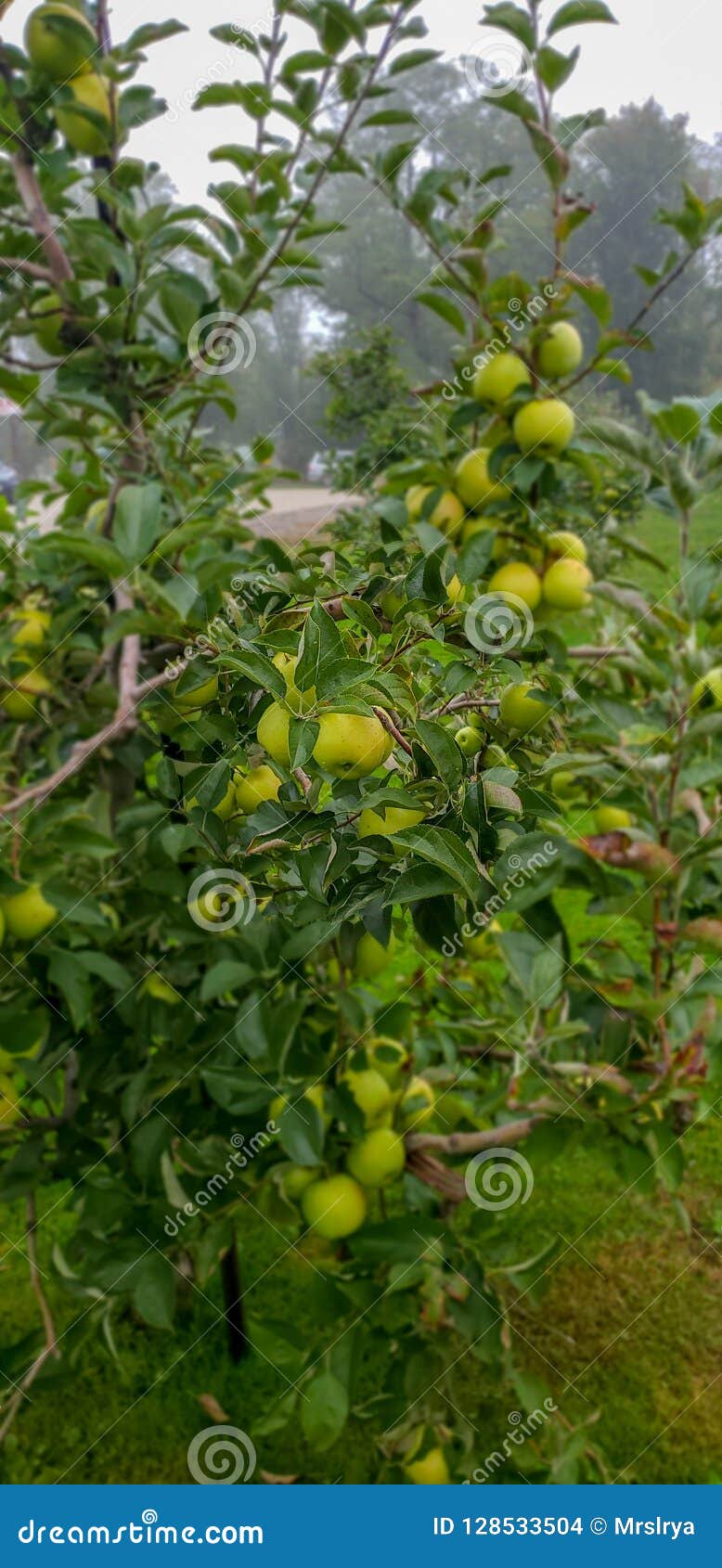 Green apple tree in Ohio stock photo. Image of juicy - 128533504