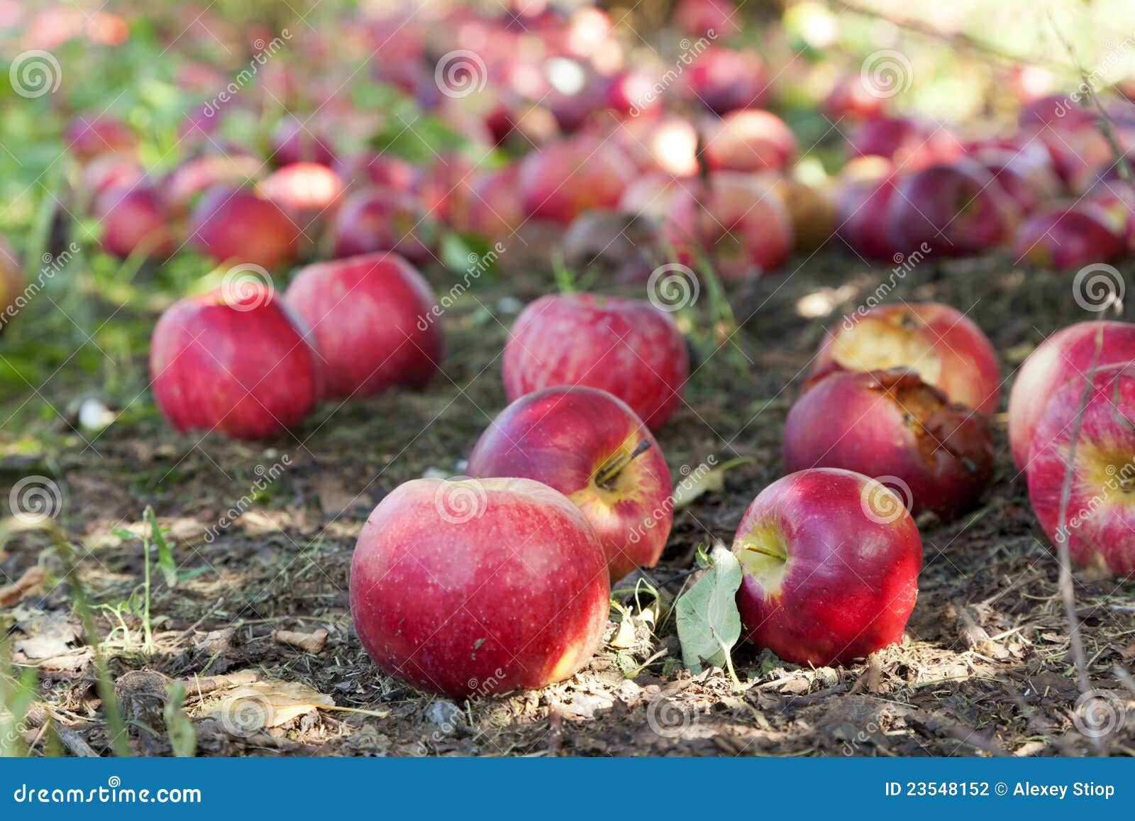 Apples on the ground stock photo. Image of rotting, vibrant - 23548152