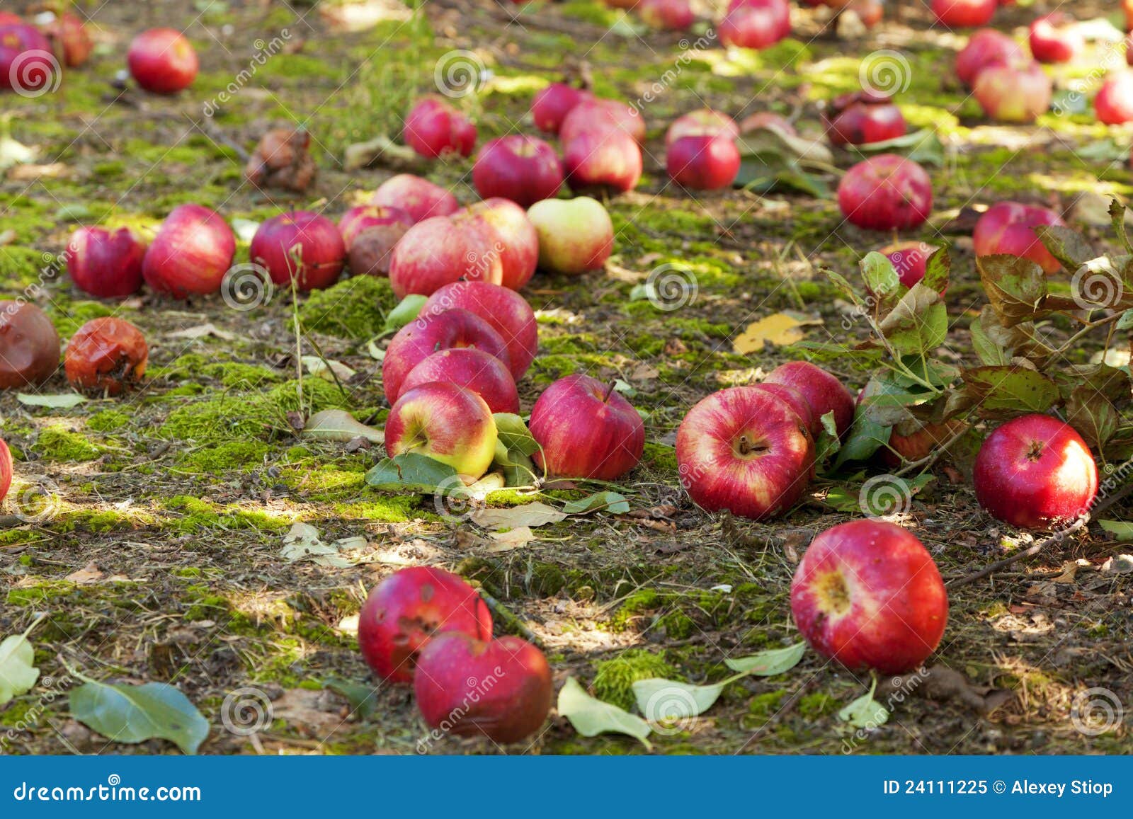 Apples on the ground stock image. Image of fruit, closeup - 24111225