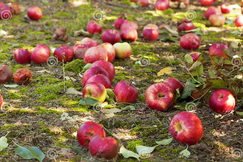 Apples on the ground stock image. Image of fruit, closeup - 24111225