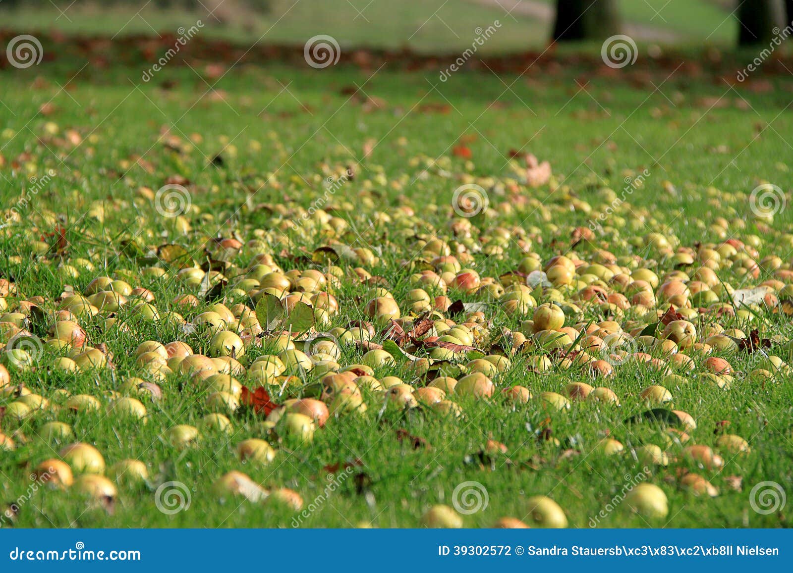 Apples on the Ground stock photo. Image of fallen, orchard - 39302572