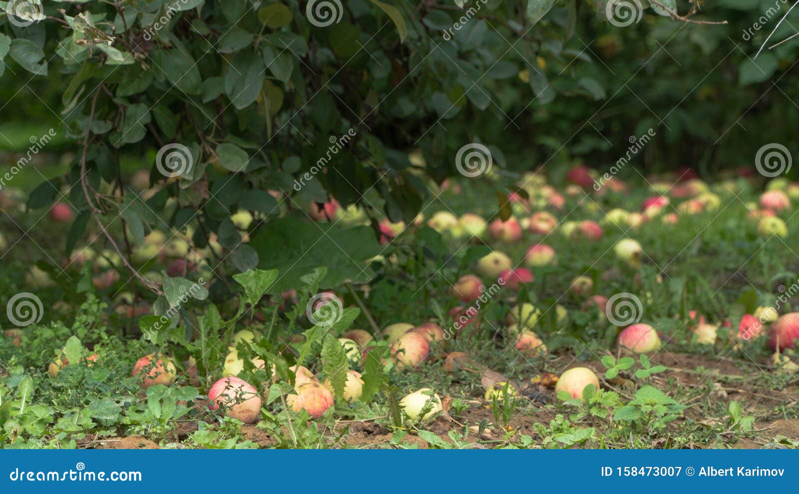 Apples on the Ground in the Garden Stock Image - Image of harvest, fall ...