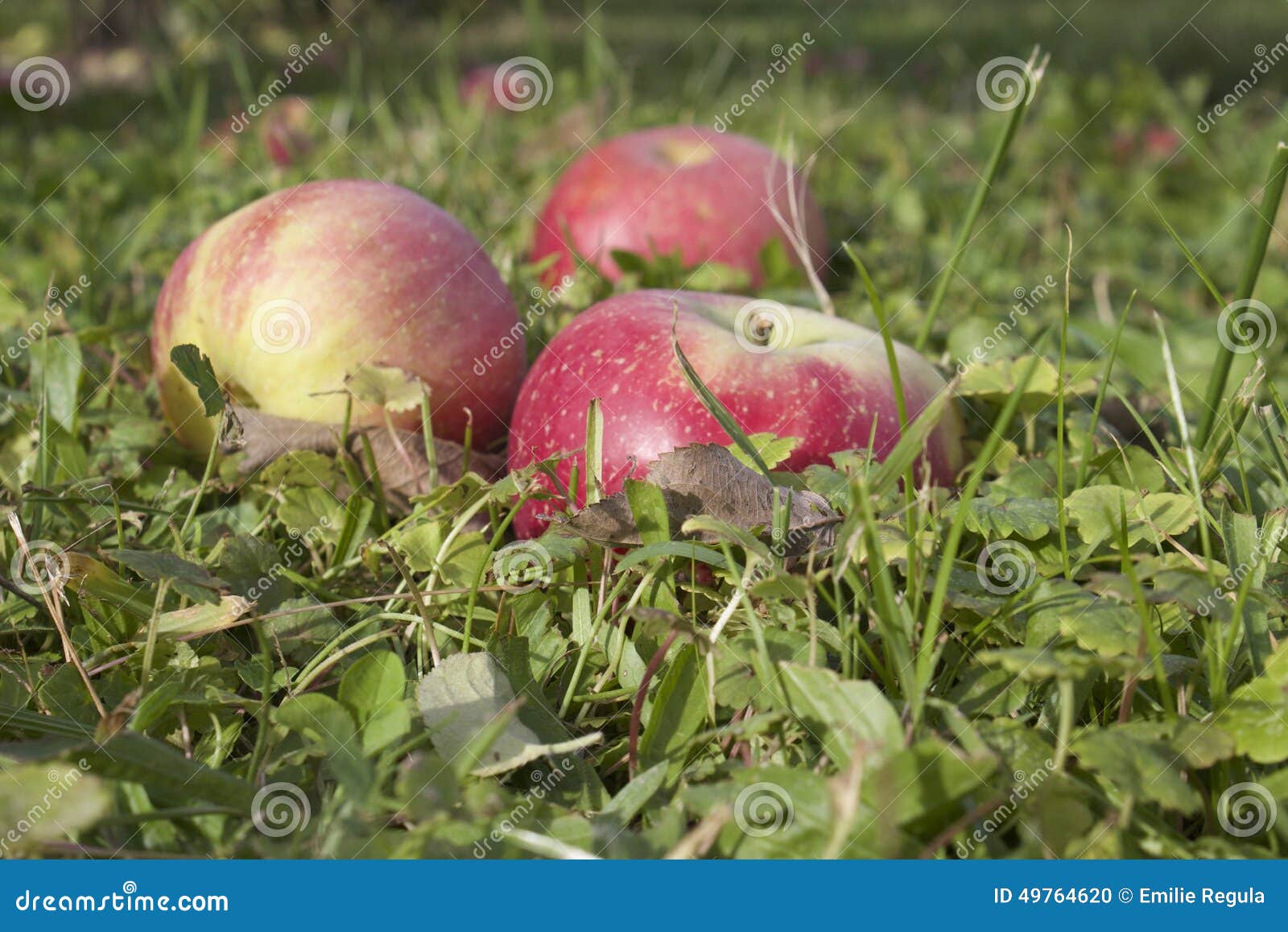 Apples on ground stock photo. Image of ground, autumn - 49764620