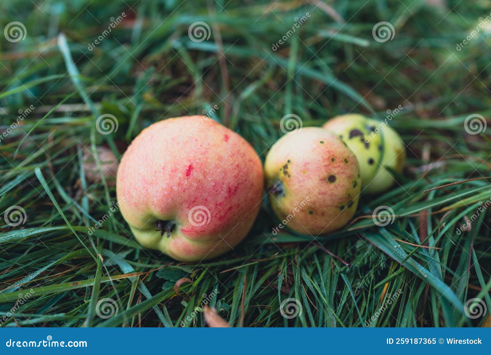 Apples on the Ground Under an Apple Tree. Stock Image - Image of ...