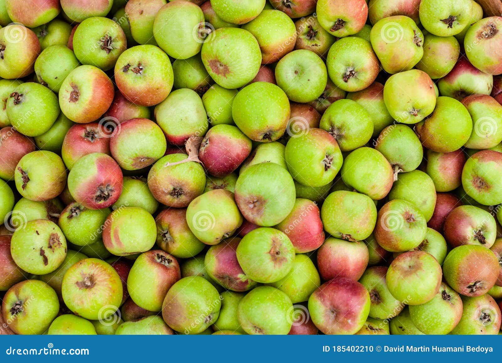 A Group of Apples after Harvest in the Sun. Stock Photo - Image of ...