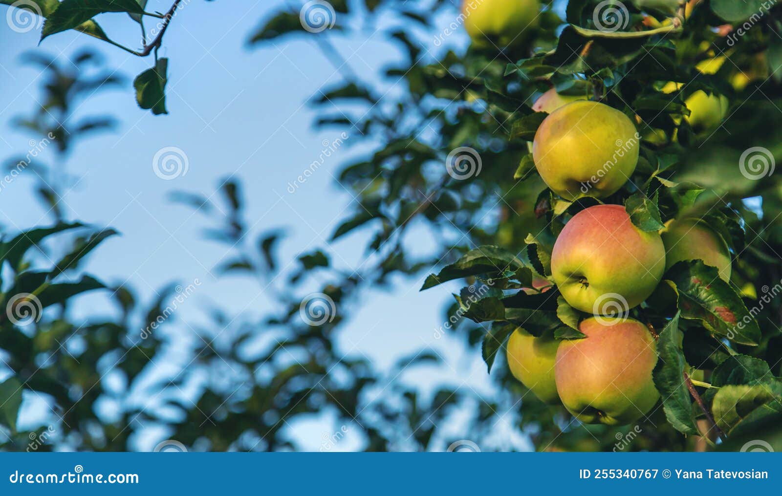 Apples Grow on a Tree in the Garden. Selective Focus Stock Image ...