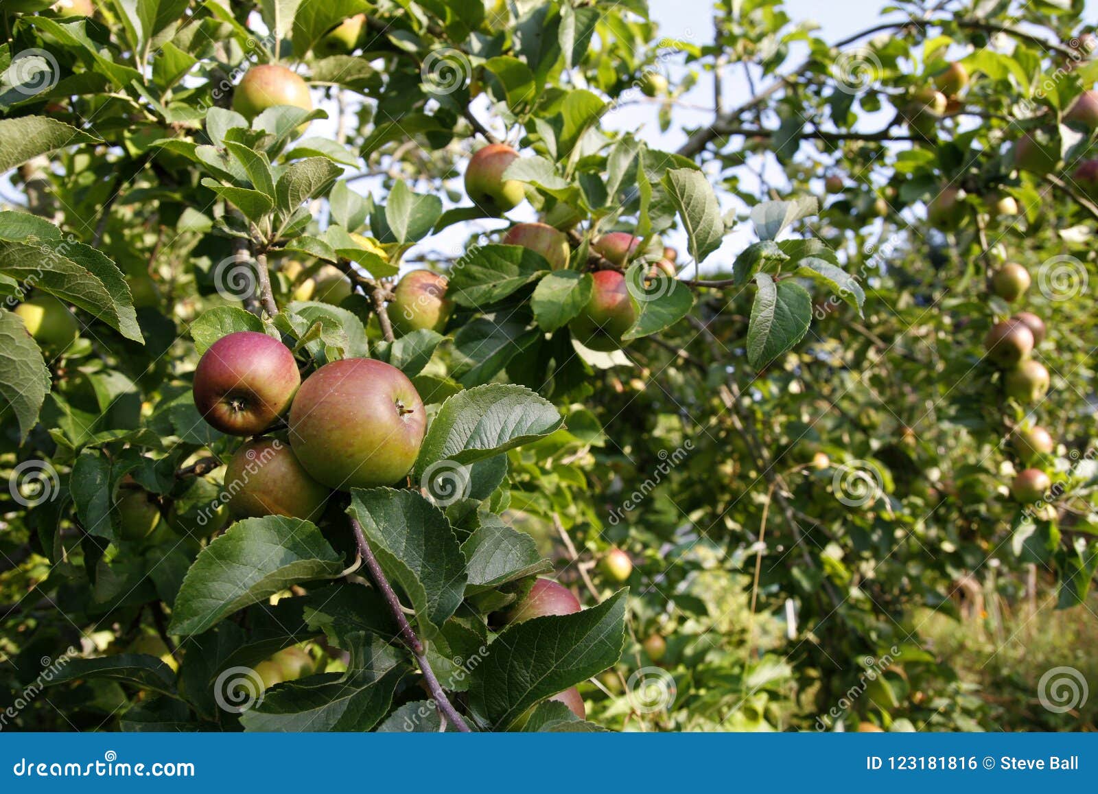 Apples Growing on Apple Trees Stock Photo - Image of health, nature ...