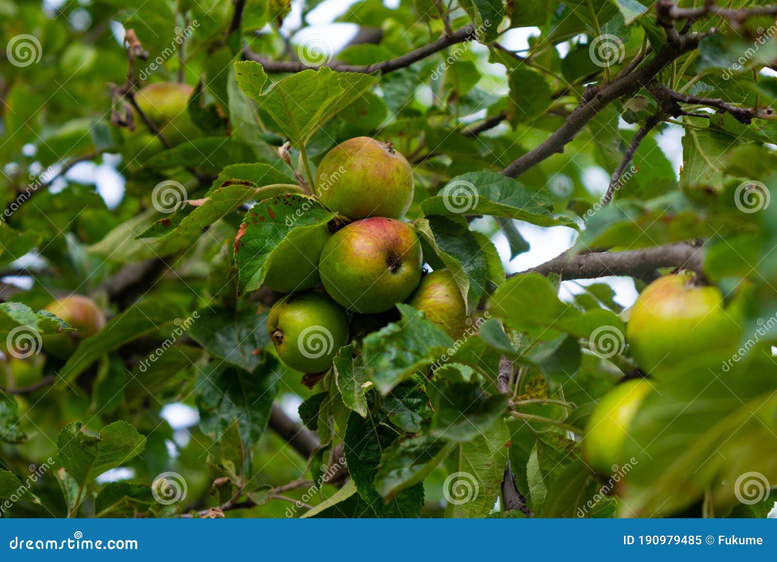 Apples Growing on a Tree in a Summer Garden. Fruit Tree Stock Image ...