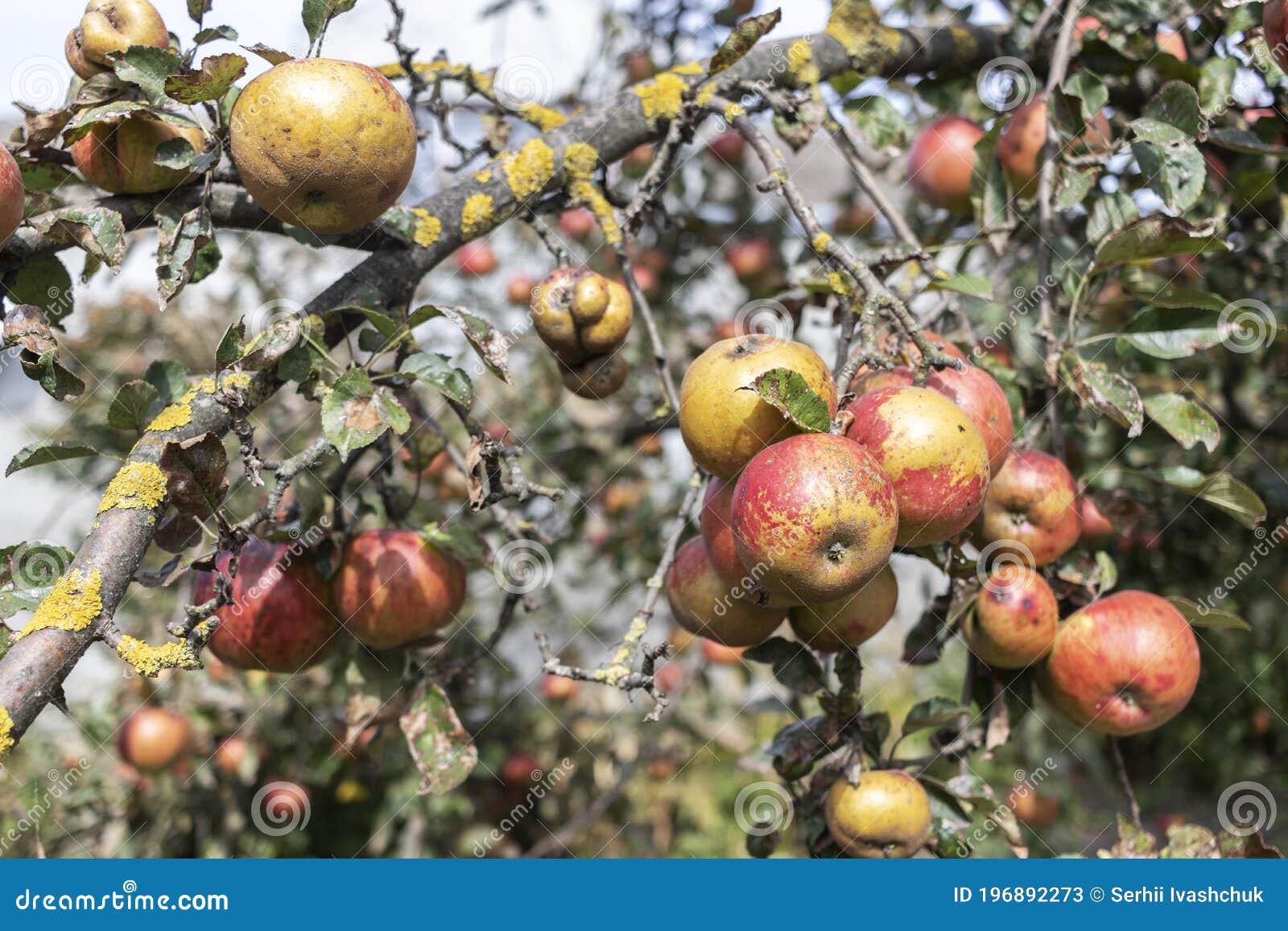 Apples Grown without Artificial Fertilizers on an Old Apple Tree. Stock ...