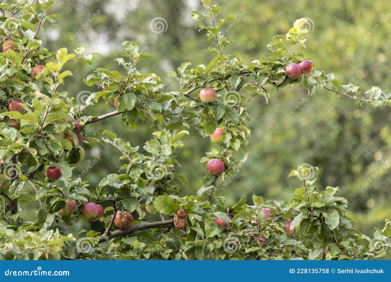Apples Grown without Artificial Fertilizers on an Old Apple Tree. Stock ...