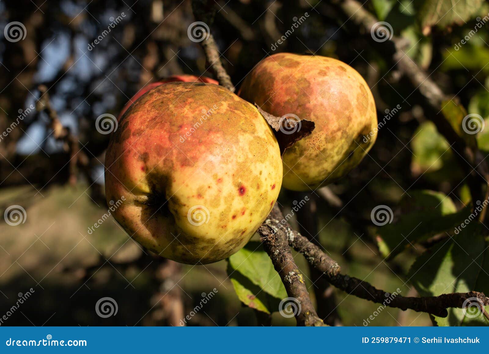 Apples Grown without Artificial Fertilizers on an Old Apple Tree. Stock ...