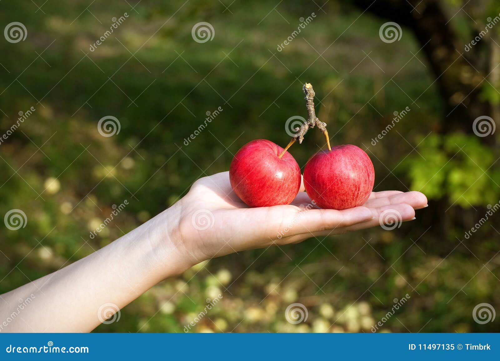 Apples on the hand stock image. Image of ripe, green - 11497135