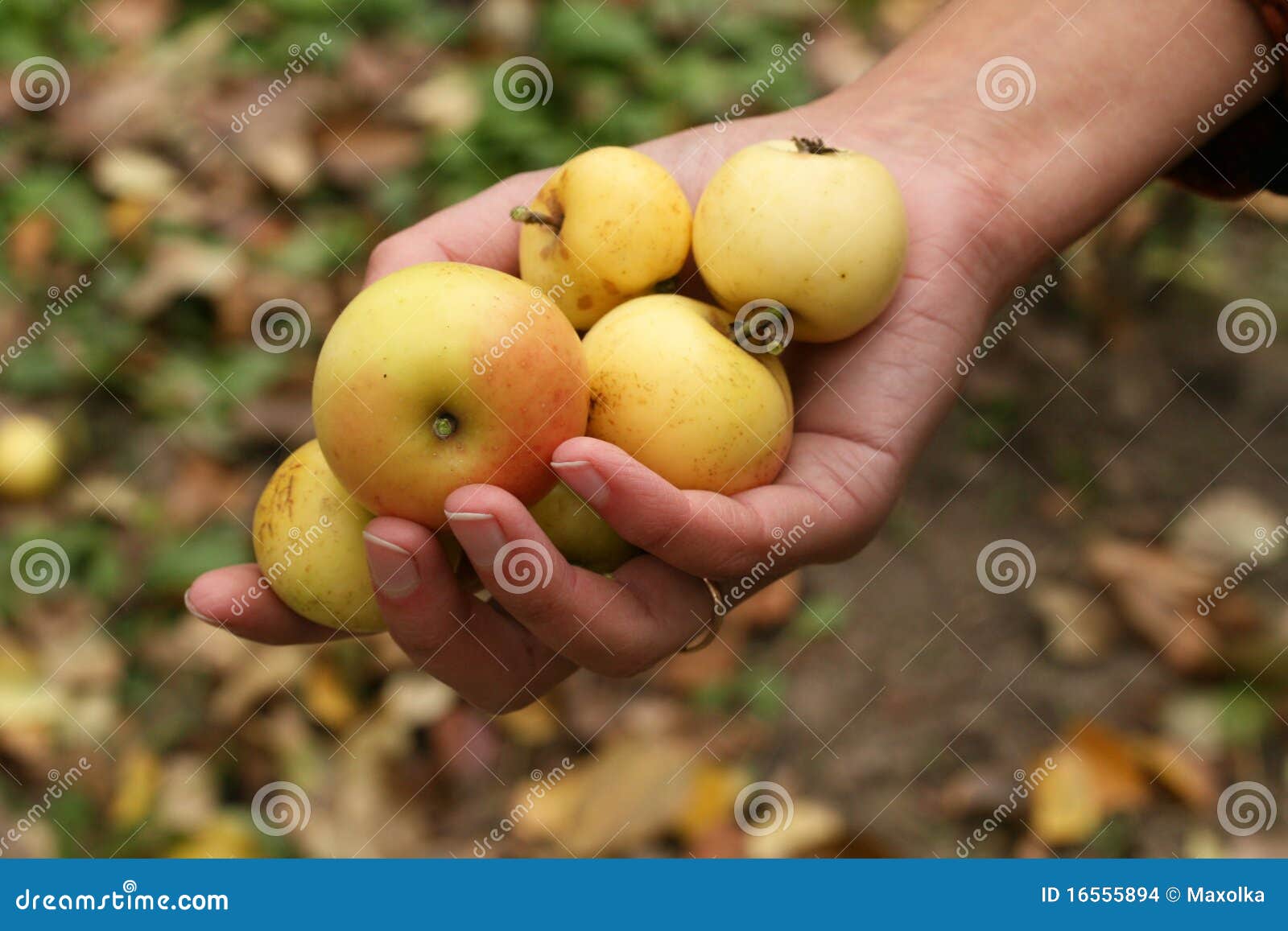 Apples in the hand stock photo. Image of hold, woman - 16555894
