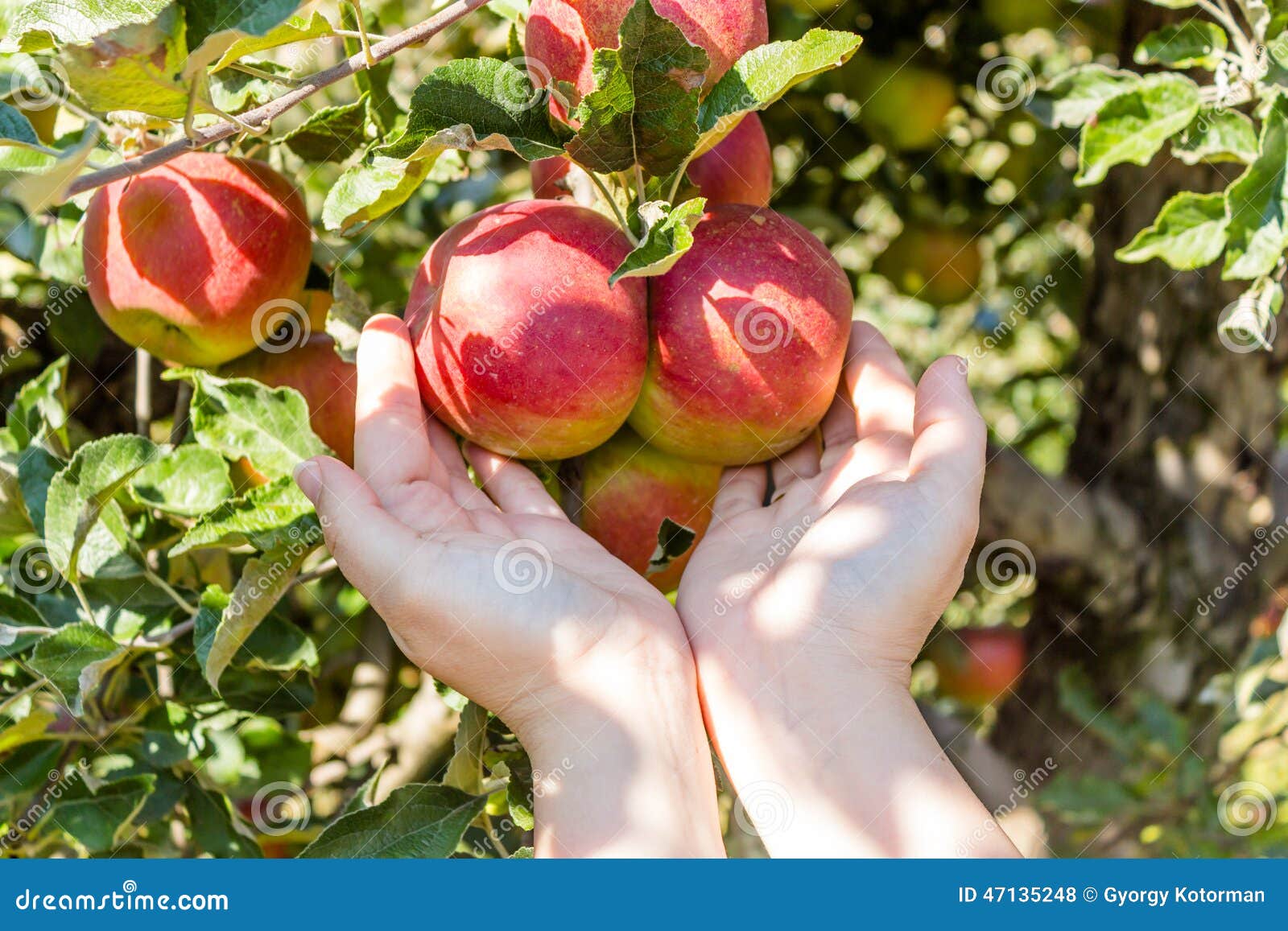 Apples in hands stock photo. Image of harvest, girl, hold - 47135248