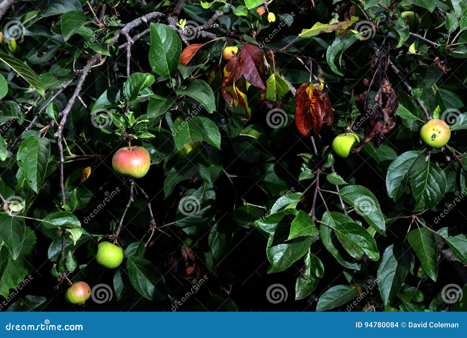 Apples stock photo. Image of tree, growing, limbs, hang - 94780084