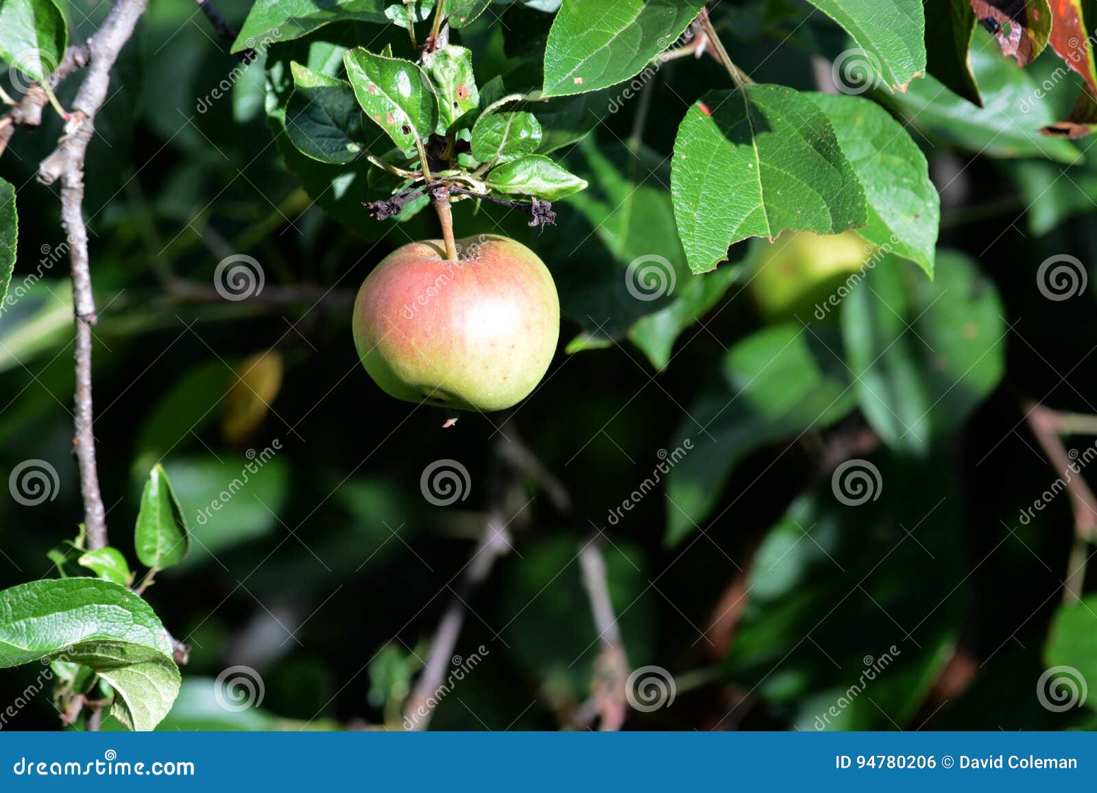 Apples stock photo. Image of fruit, plant, grows, grow - 94780206