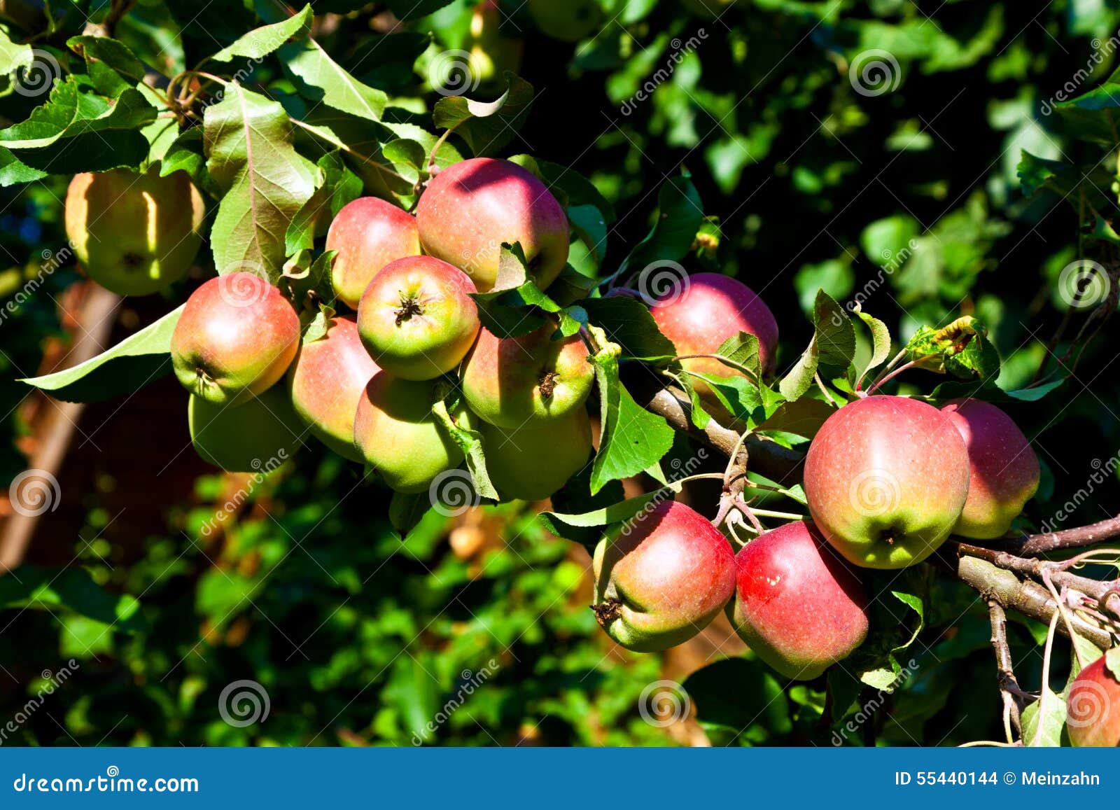 Apples Hanging on the Apple Tree Stock Photo - Image of healthy, earth ...