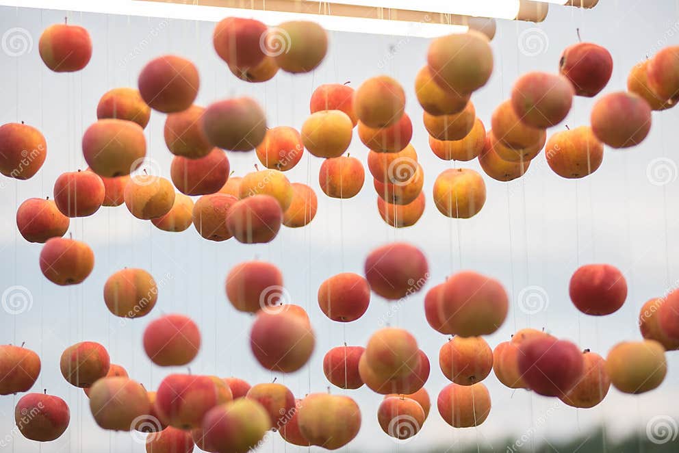 Apples hanging on string stock photo. Image of decoration - 123233000