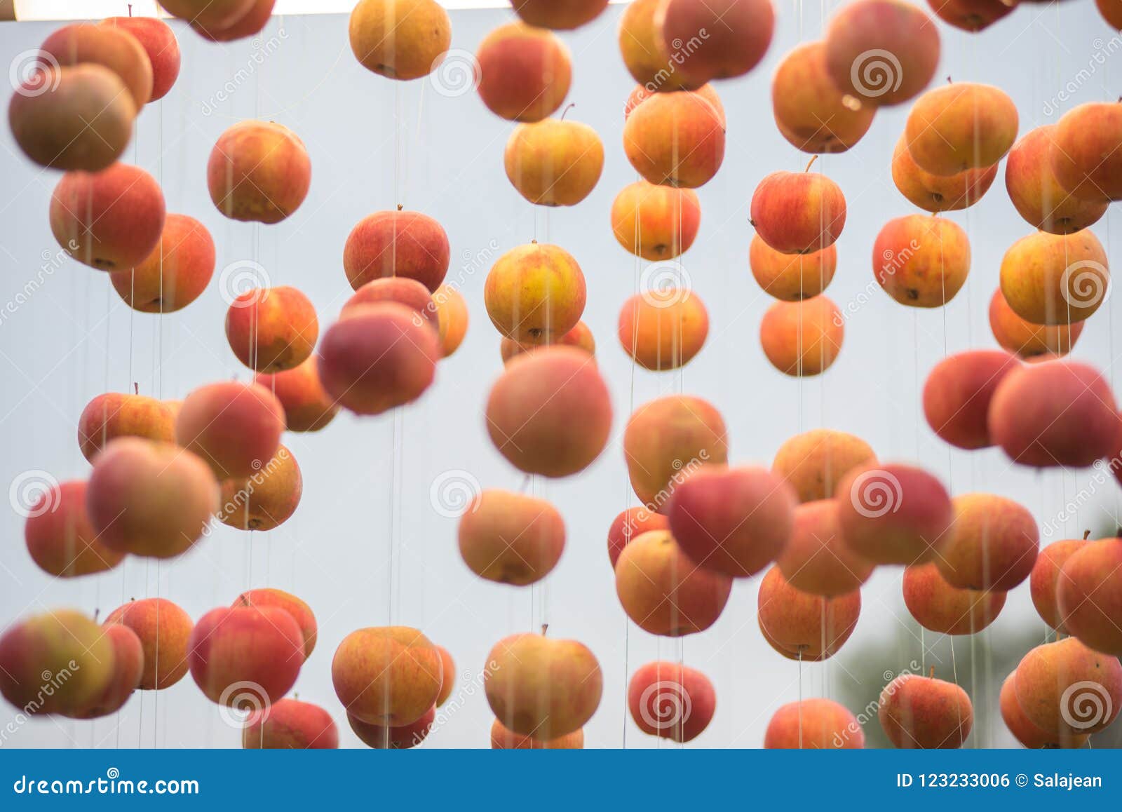 Apples hanging on string stock photo. Image of edible - 123233006