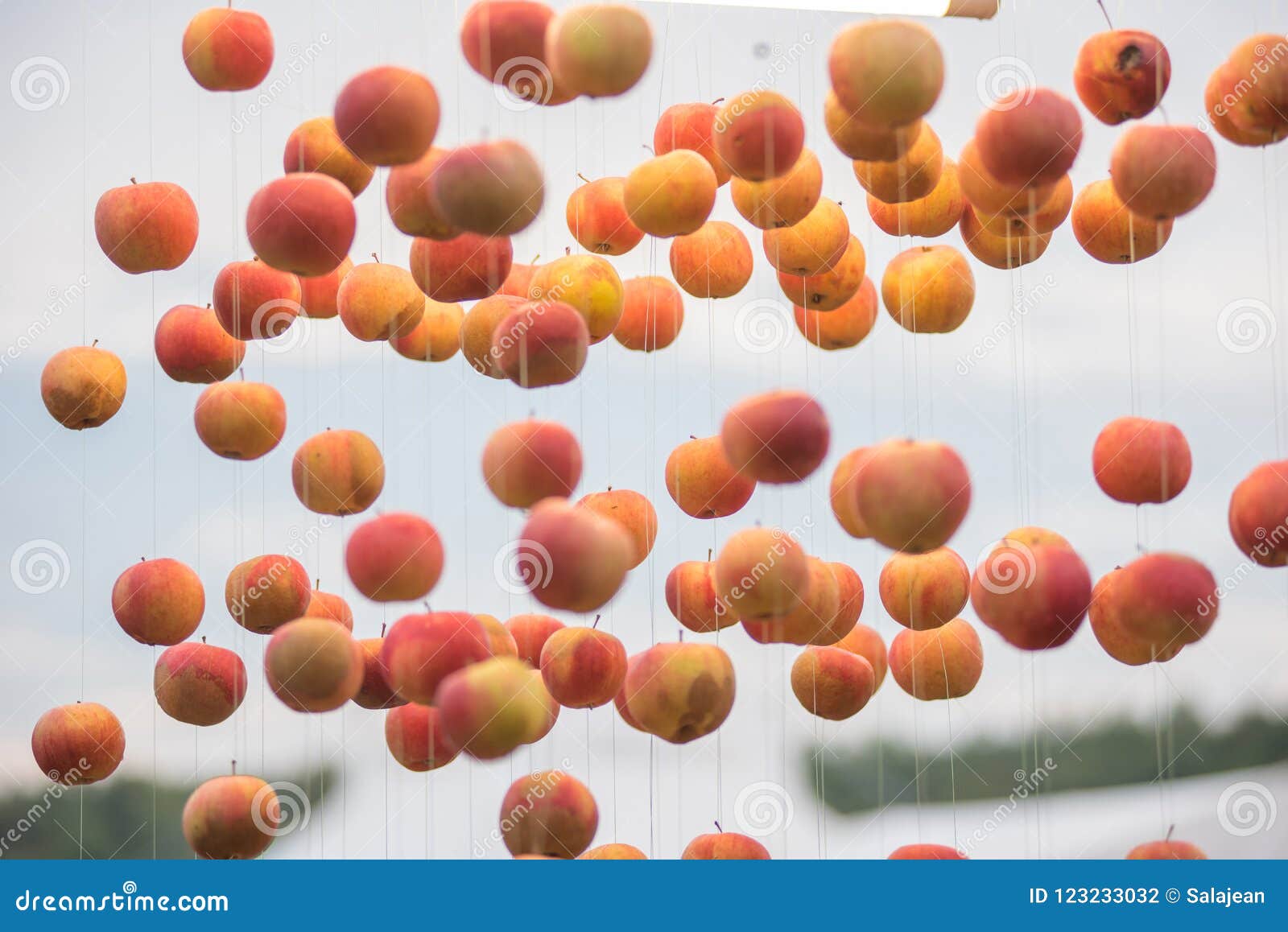 Apples hanging on string stock photo. Image of hanged - 123233032