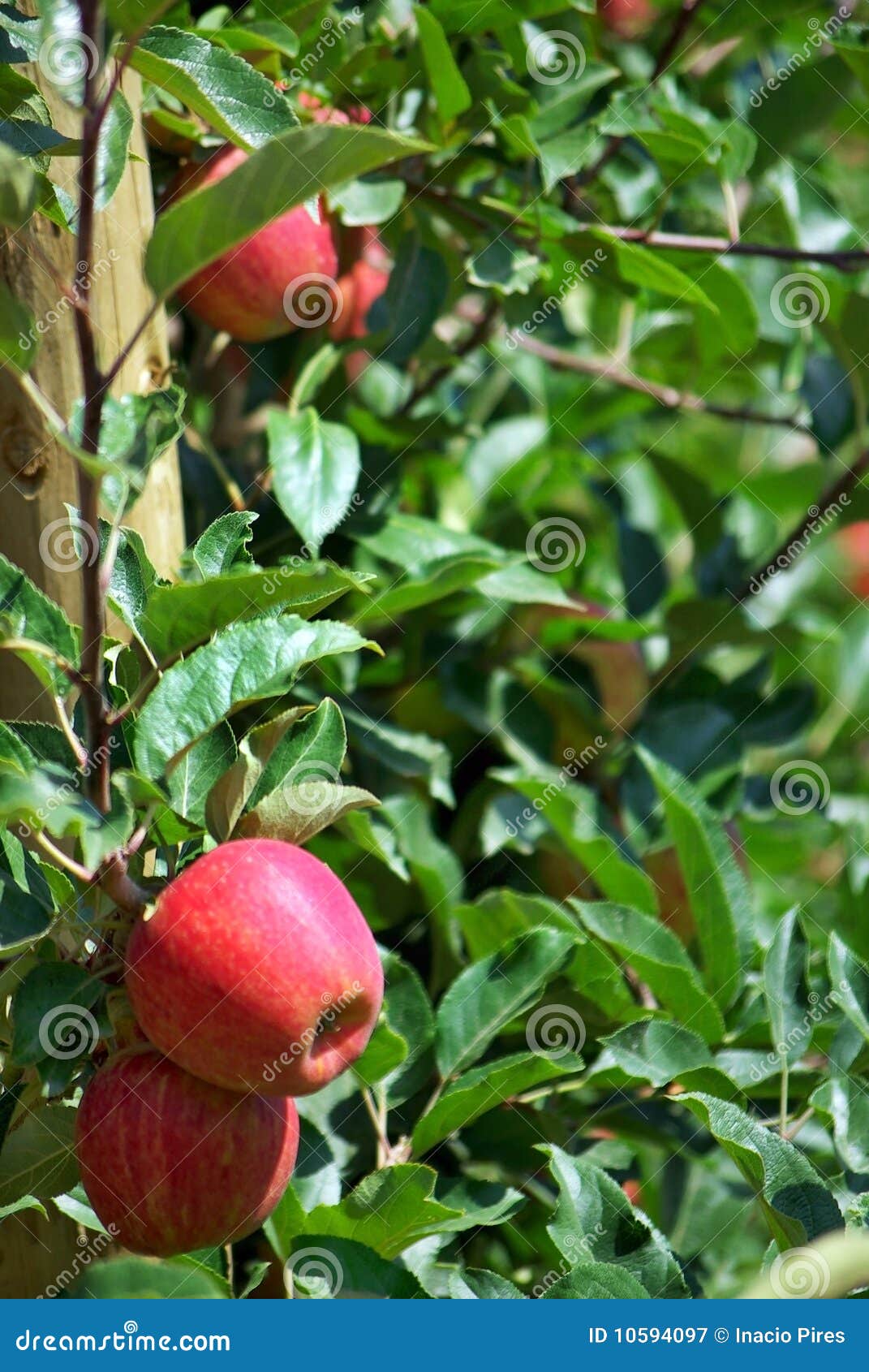 Apples Hanging from a Tree. Stock Image - Image of growth, fruit: 10594097