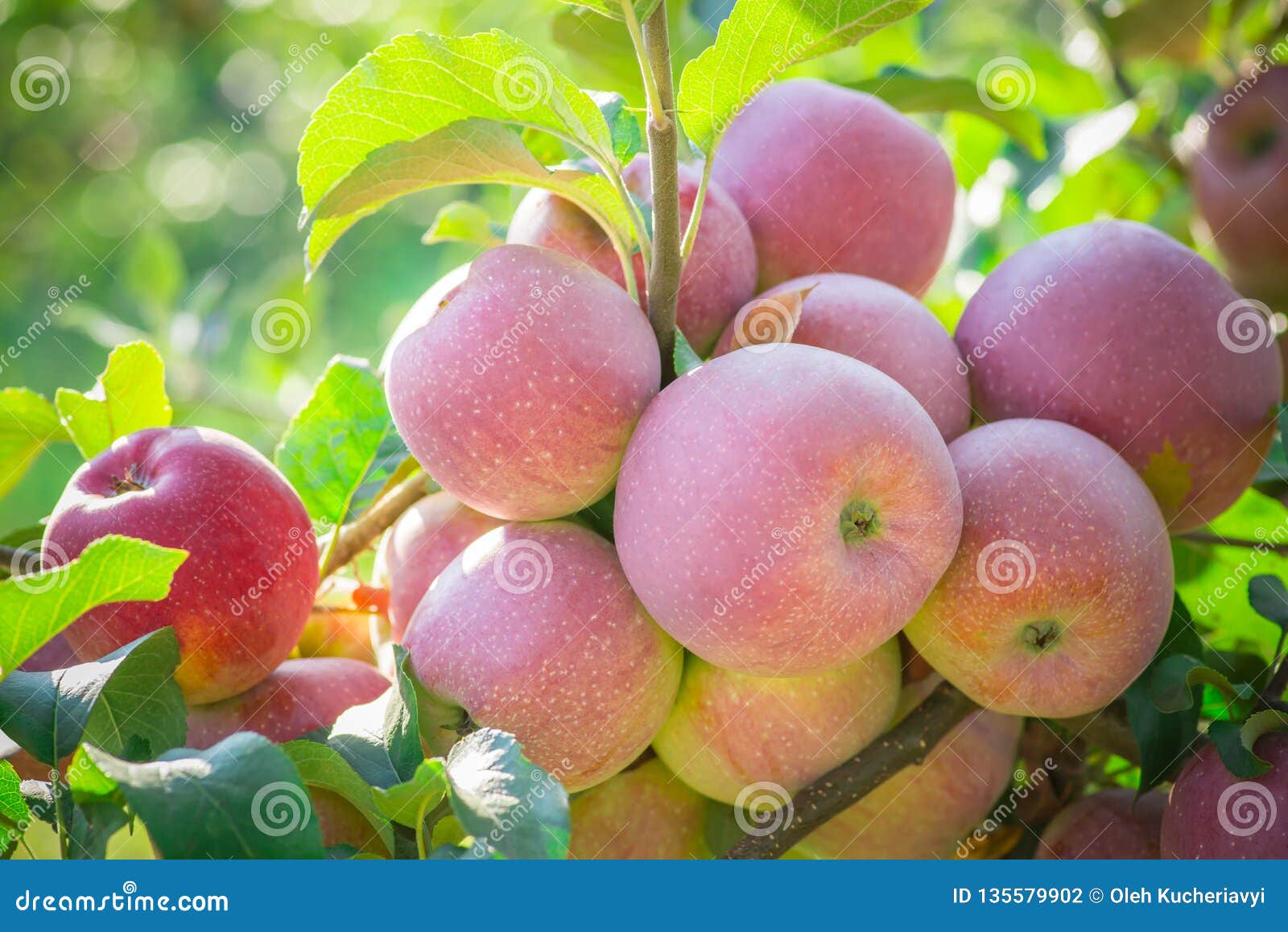 Apples Hanging from a Tree Branch in an Apple Orchard Stock Photo ...