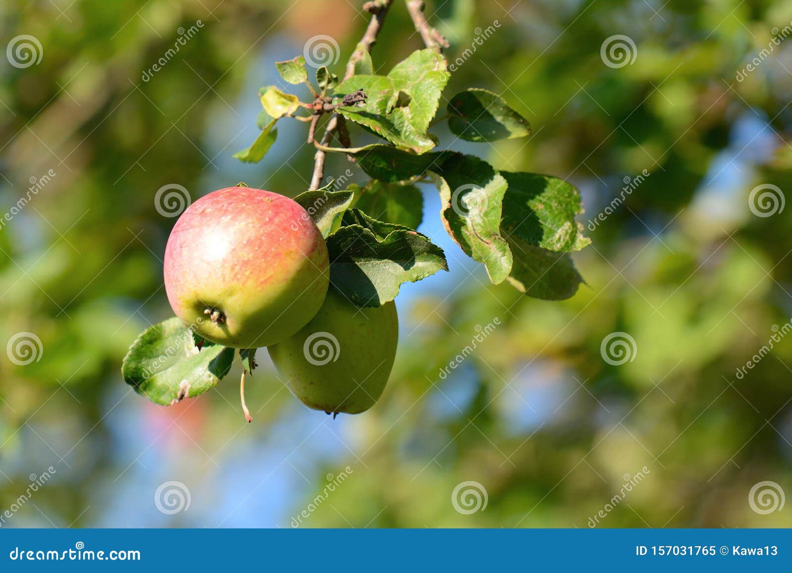 Apples Hanging from a Tree Branch Stock Image - Image of fall, growing ...