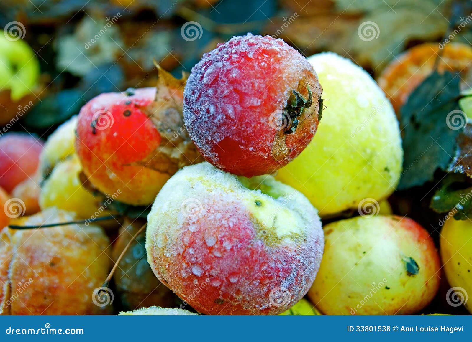 Apples stock photo. Image of apple, frozen, nature, garden - 33801538