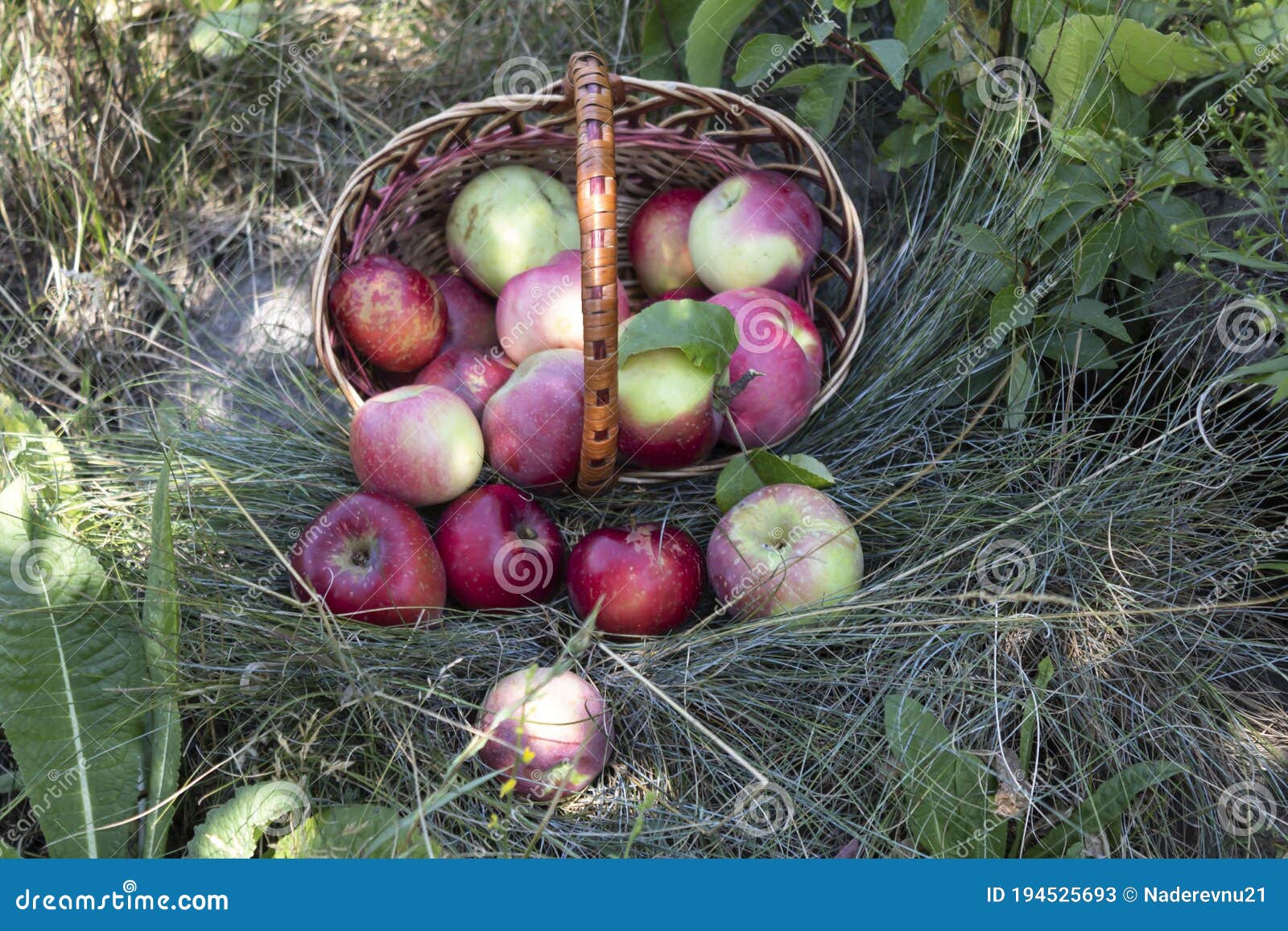 Apples in an Inverted Basket. Stock Image - Image of background, season ...