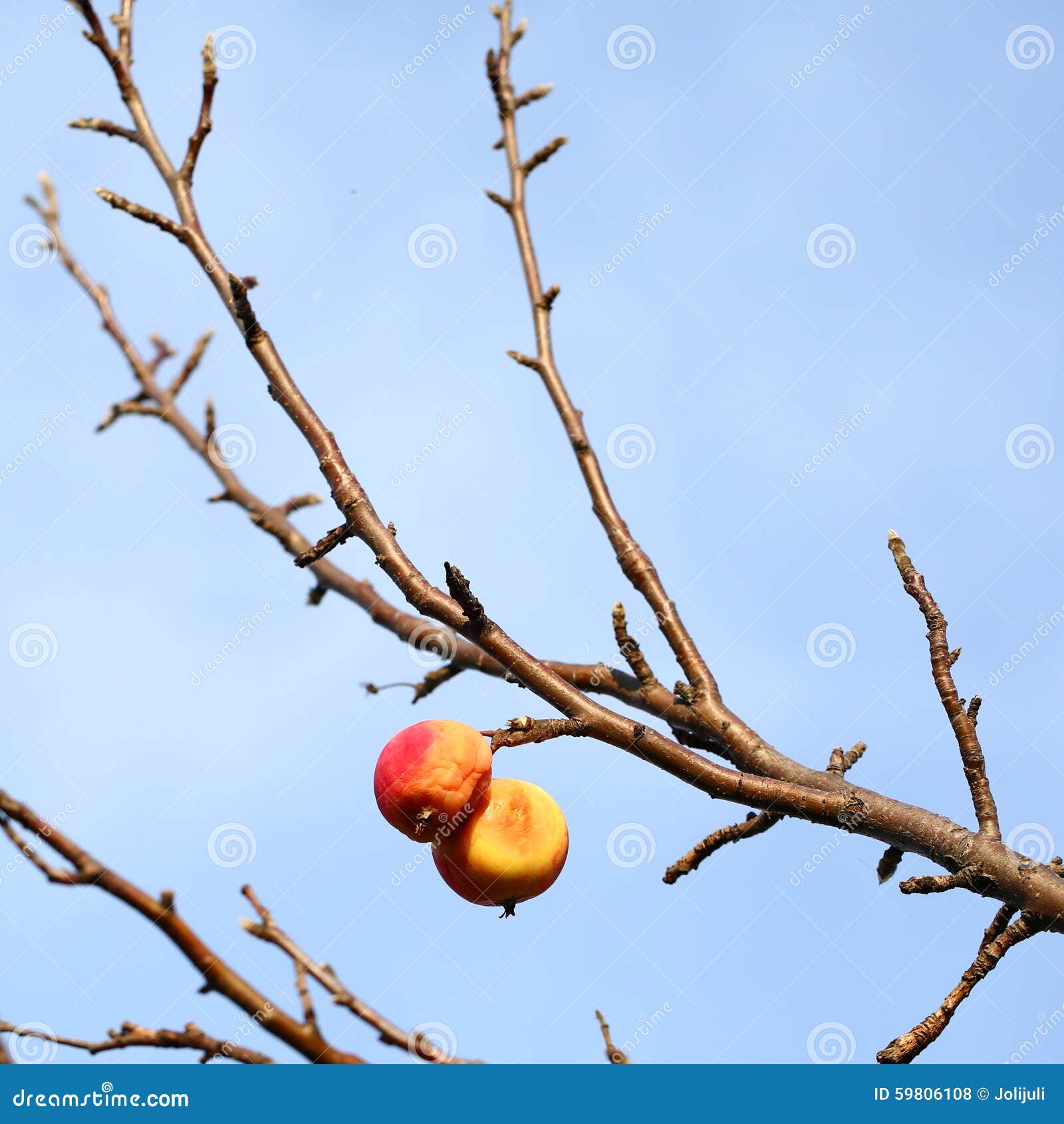 Apples stock photo. Image of growing, grow, aroma, group - 59806108
