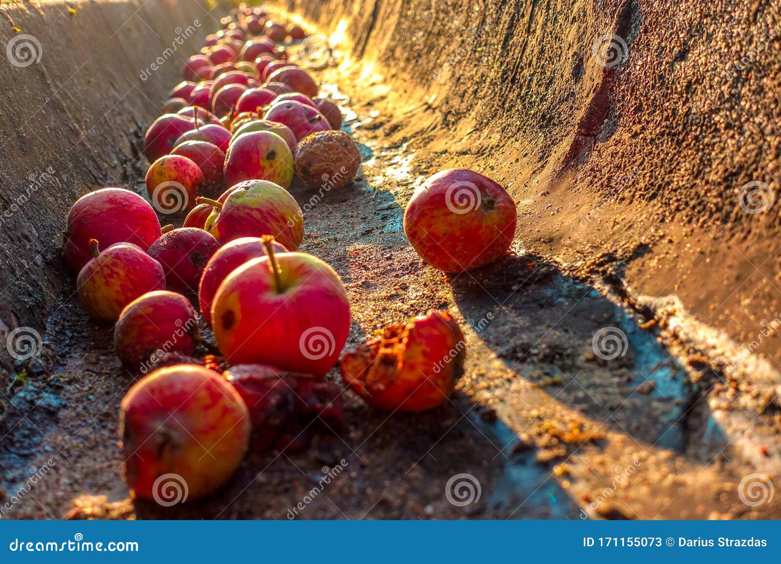 Apples left in a city stock image. Image of vitamins - 171155073
