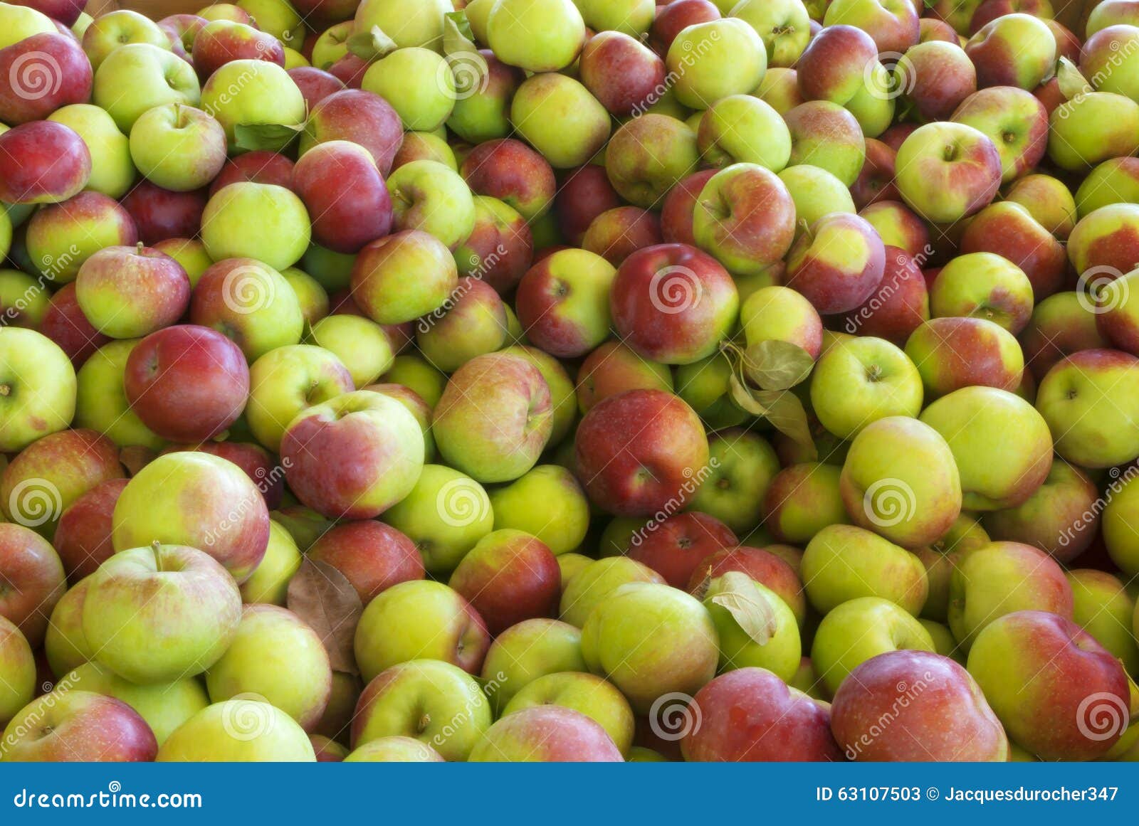 Lobo Apples In A Basket Stock Photography | CartoonDealer.com #77148968