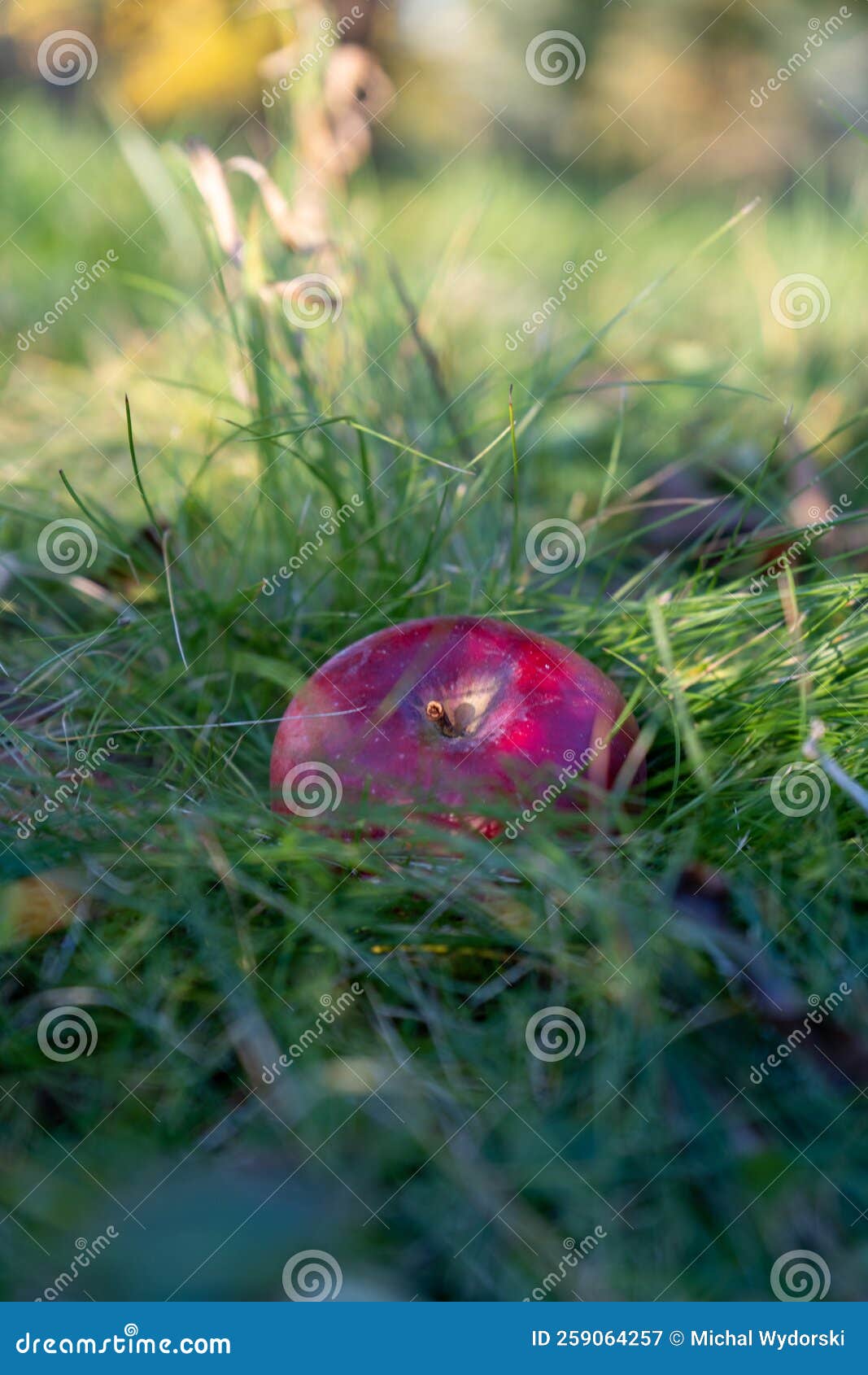 Apples Lying in the Grass that Fell from the Tree on a Sunny Summer Day ...