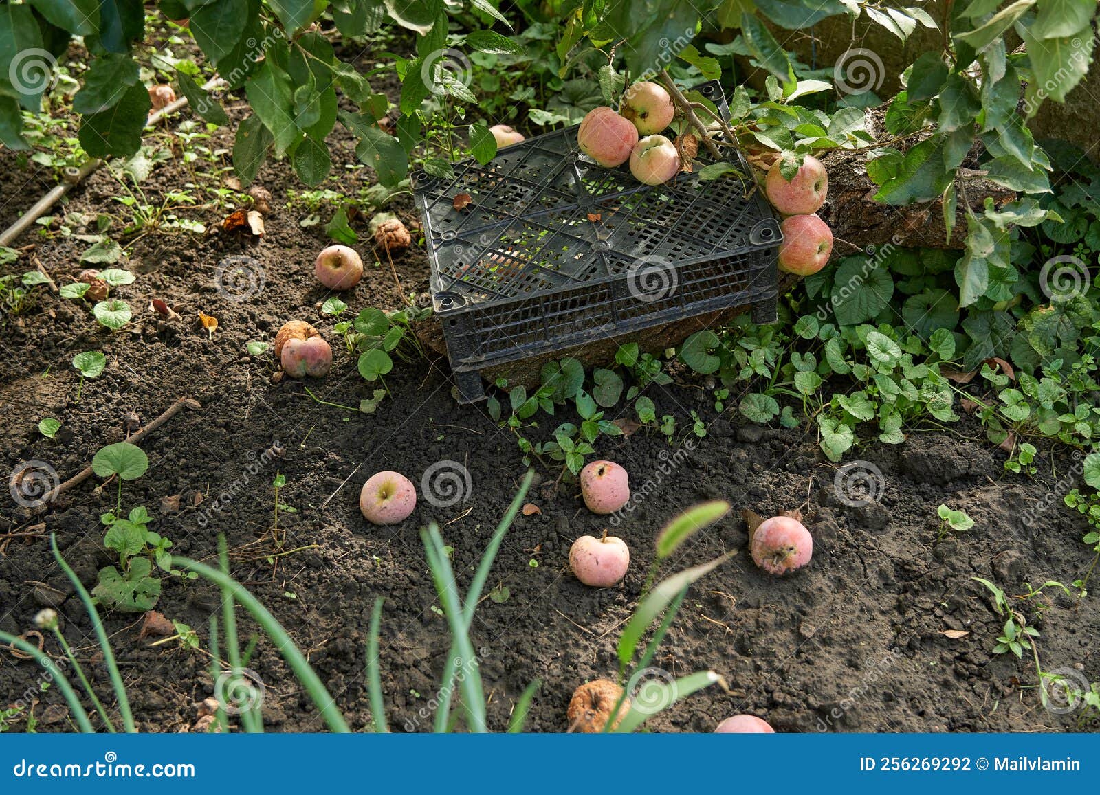 Apples Lying on Ground Under Tree in Backyard of House Stock Photo ...
