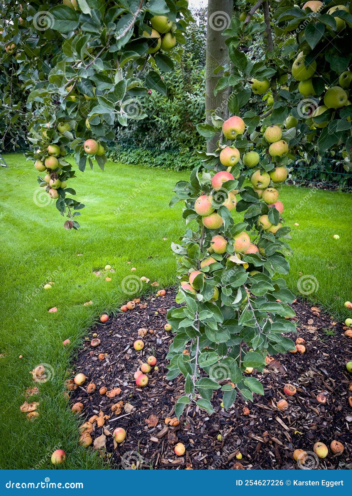 Apples Make the Branches of an Apple Tree Bend Down Stock Photo - Image ...