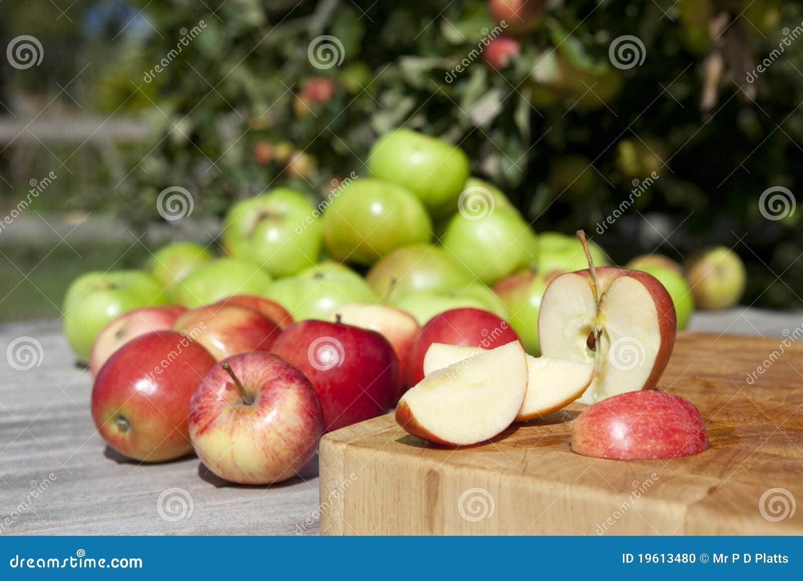 Apples in orchard stock photo. Image of summer, apple - 19613480