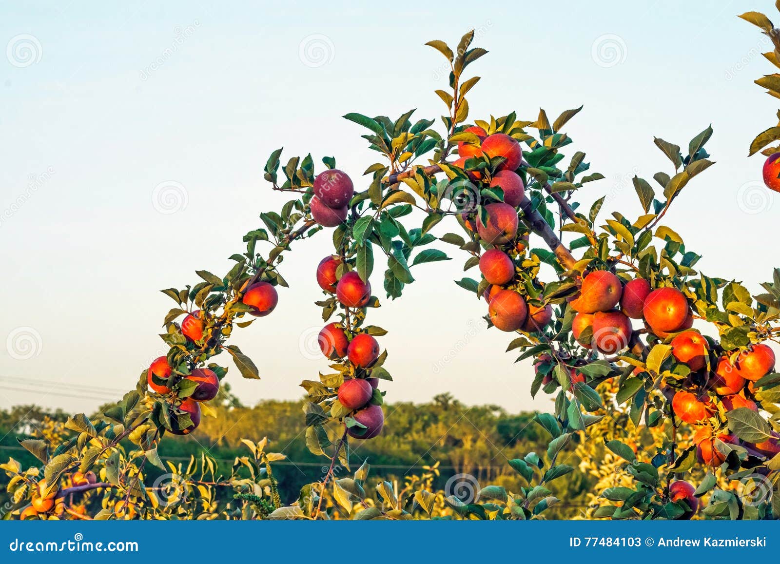 Apples in the Orchid stock image. Image of fresh, tree - 77484103
