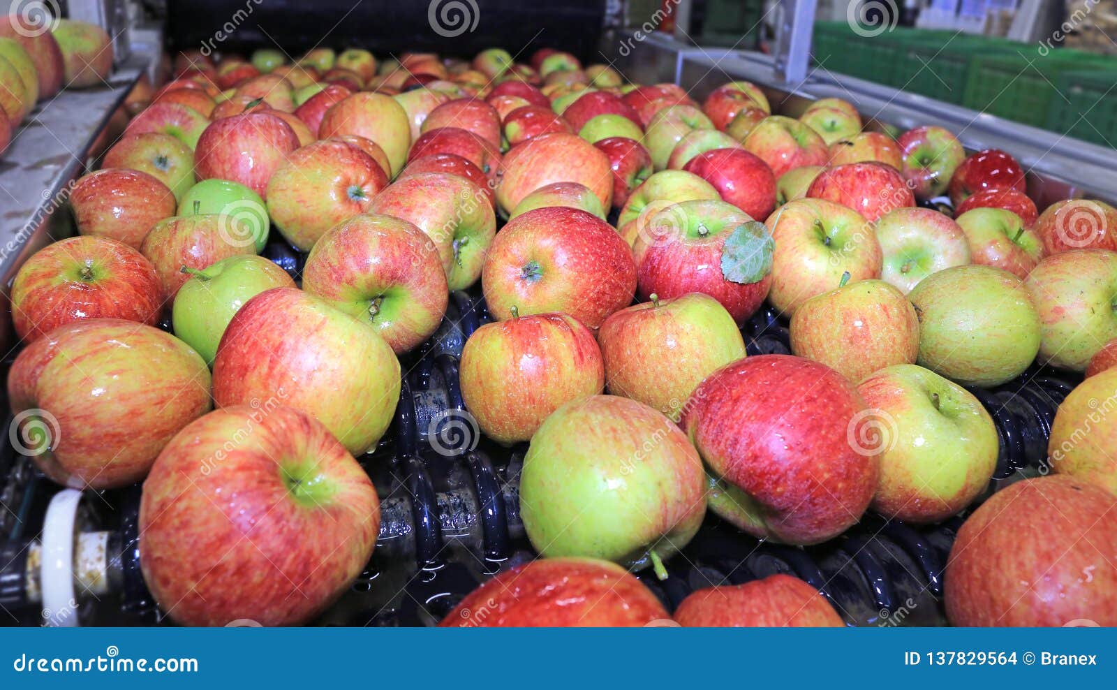 Apples packing warehouse stock photo. Image of health - 137829564