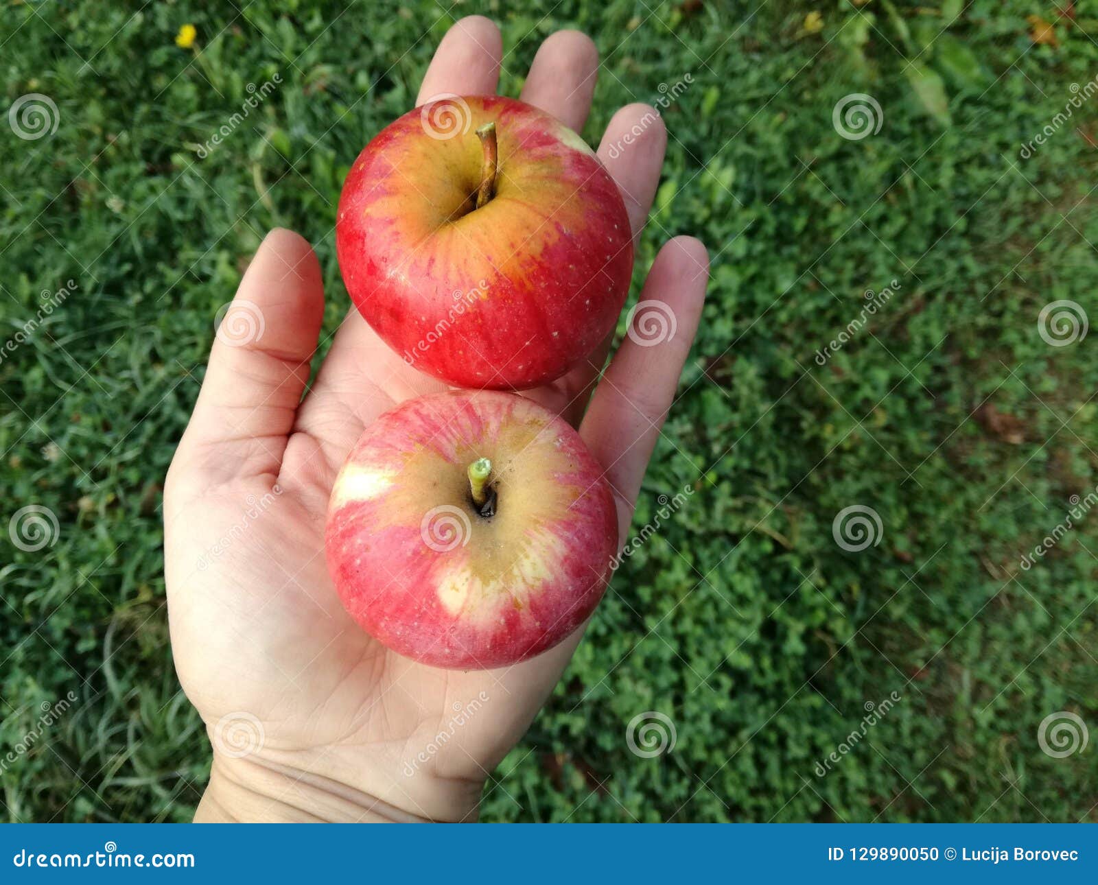 Apples stock photo. Image of pair, fruit, apples, healthy - 129890050