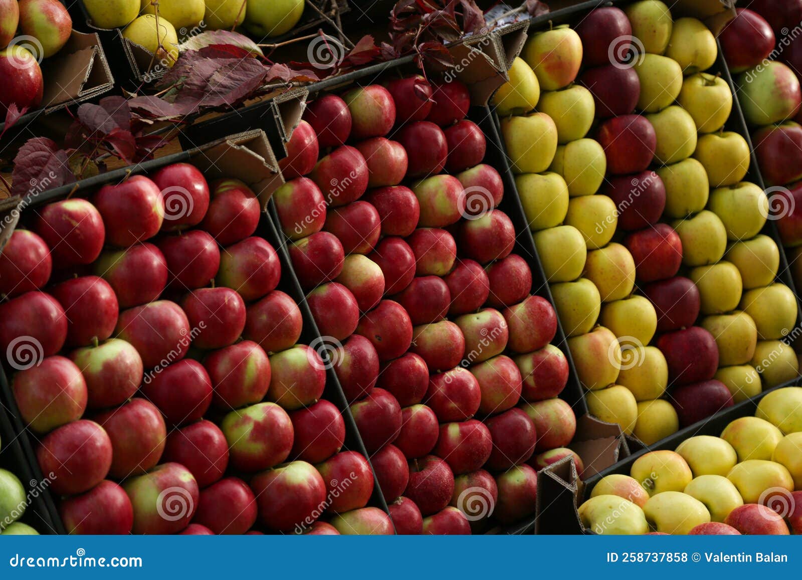 Apples in Papper Boxes, Fresh Organic Market Stock Photo - Image of ...