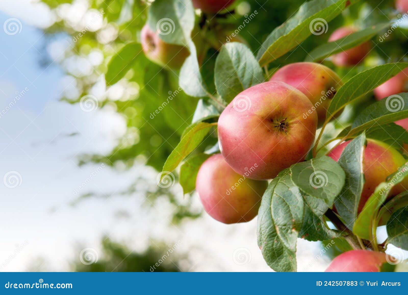 Apples. a Photo of Taste and Beautiful Apples. Stock Image - Image of ...