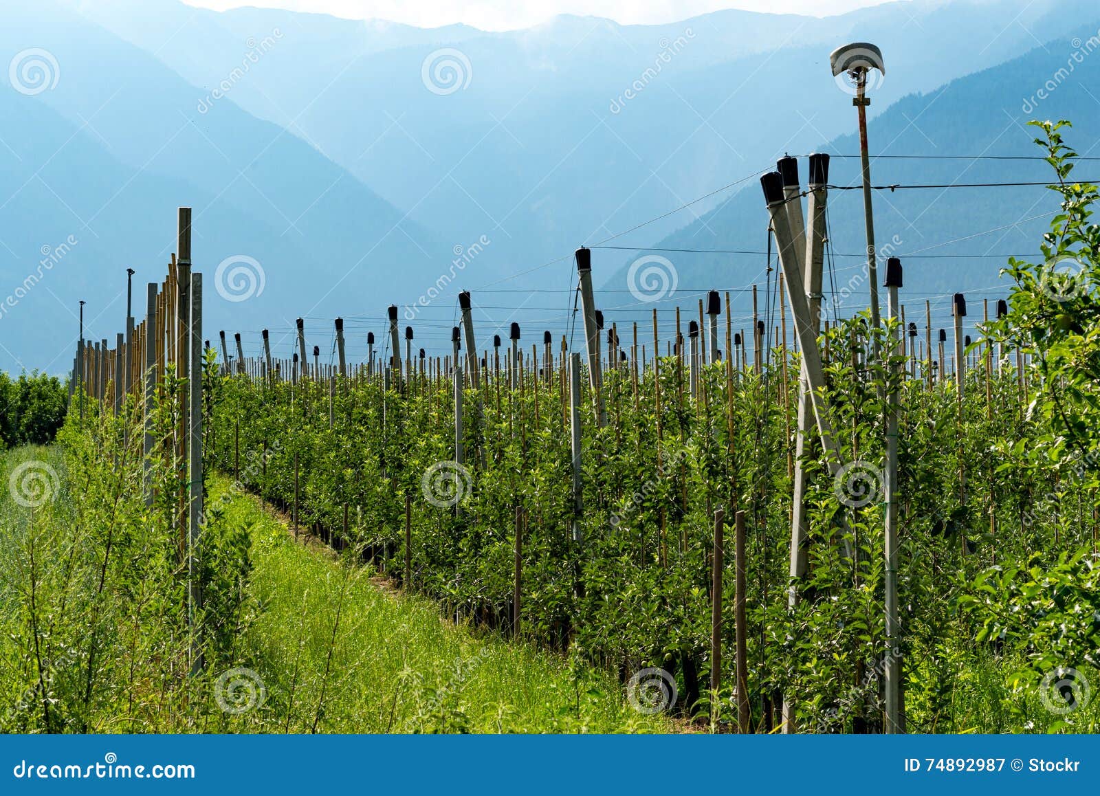 Apples Plantation in Alps Austria Stock Image - Image of rock, field ...
