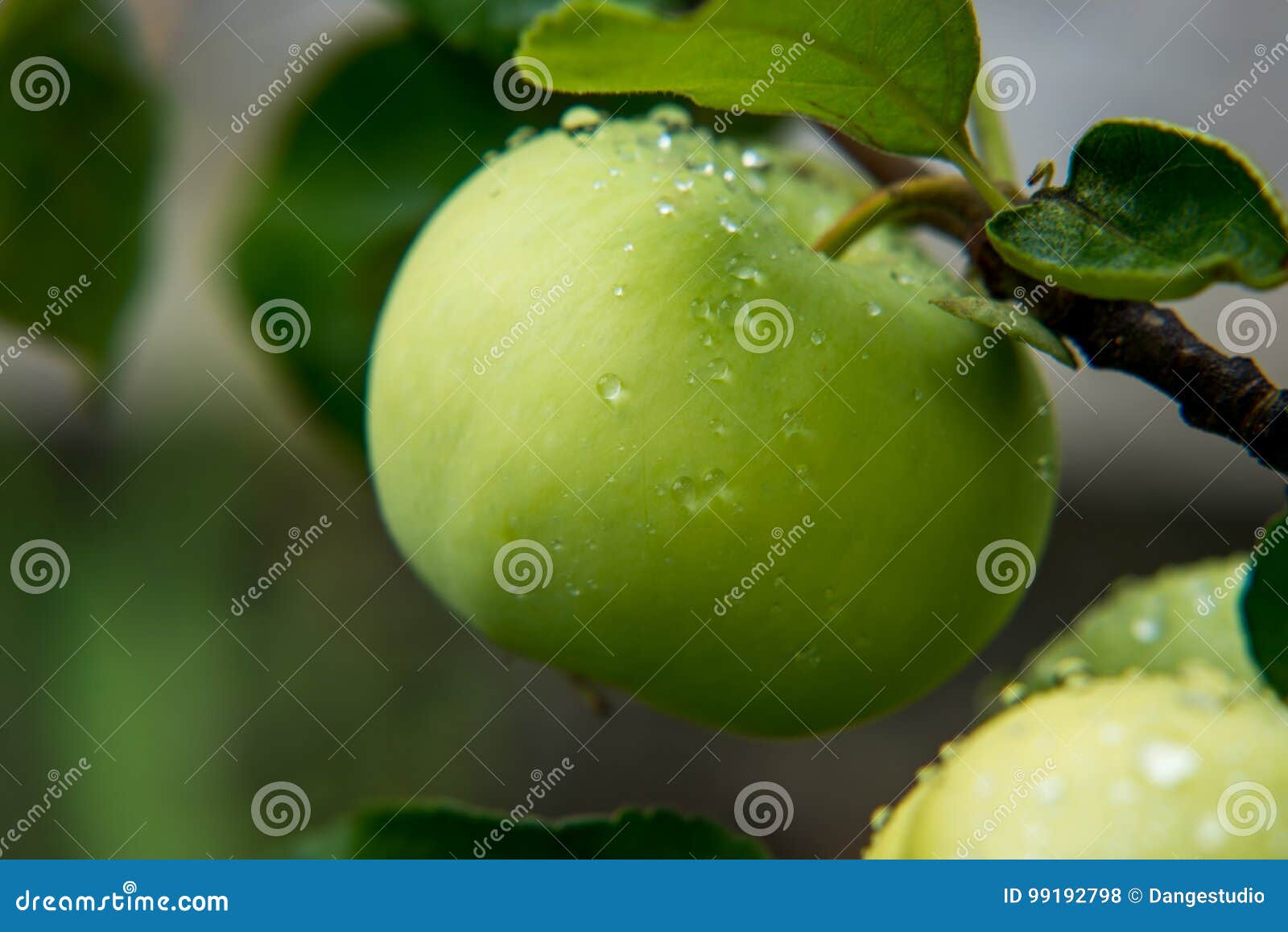 Apples with rain drops stock photo. Image of rain, healthy - 99192798