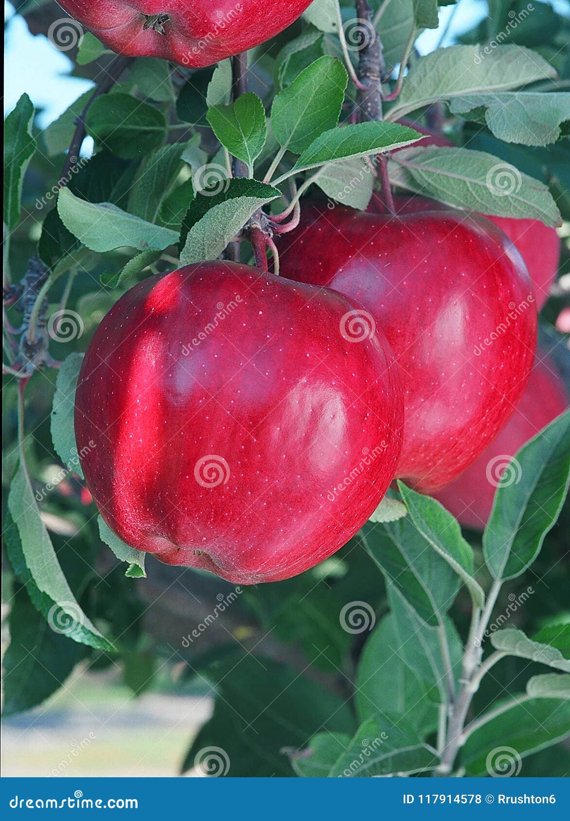 Apples Red Delicious stock photo. Image of apple, seeds - 117914578